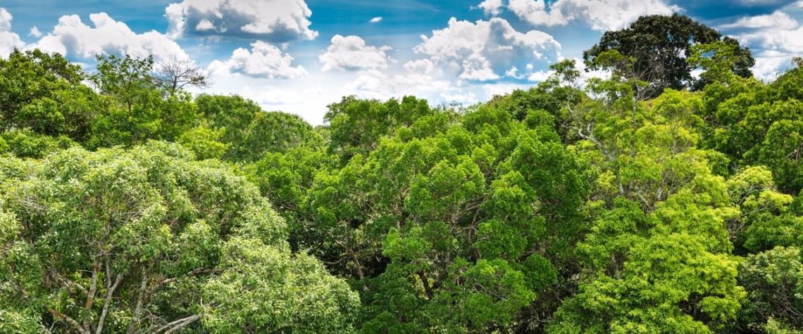 Colombia: nasce il più grande parco al mondo per proteggere la Foresta ...